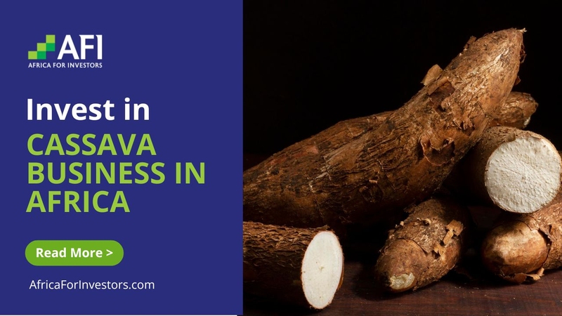 Invest in Cassava Business | Africa For Investors